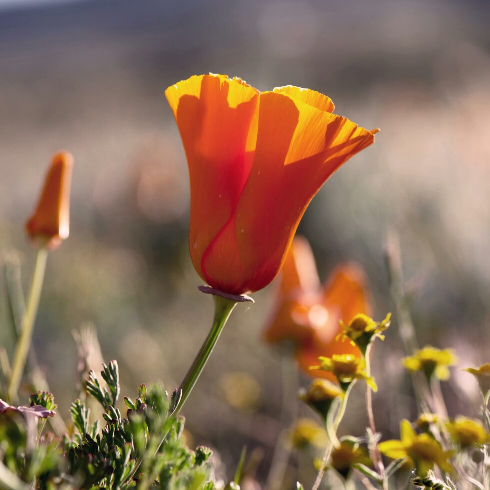 Iconic California: State Symbols that Represent California | California ...