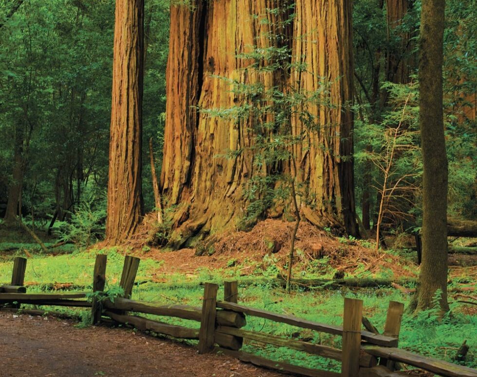 Iconic California: State Symbols that Represent California | California ...